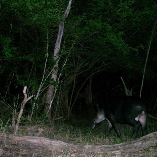 Tapirs | Runaway Creek Nature Reserve